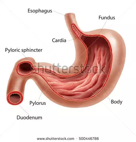 Will a small chicken bone dissolve in my stomach?