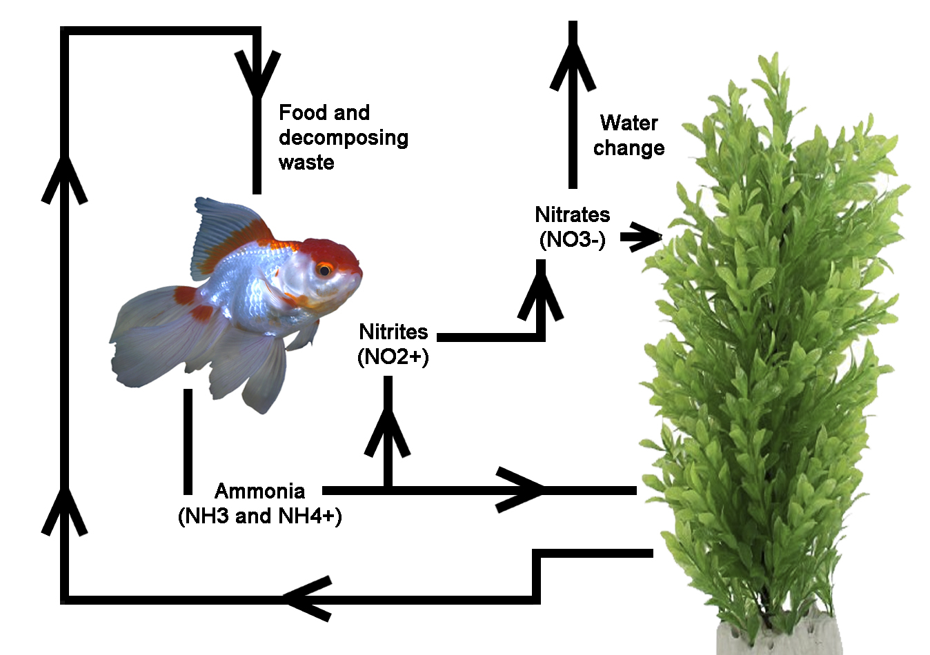 Will my fish survive new tank syndrome?