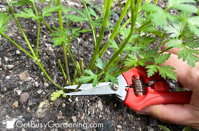 Will parsley grow back after cutting?