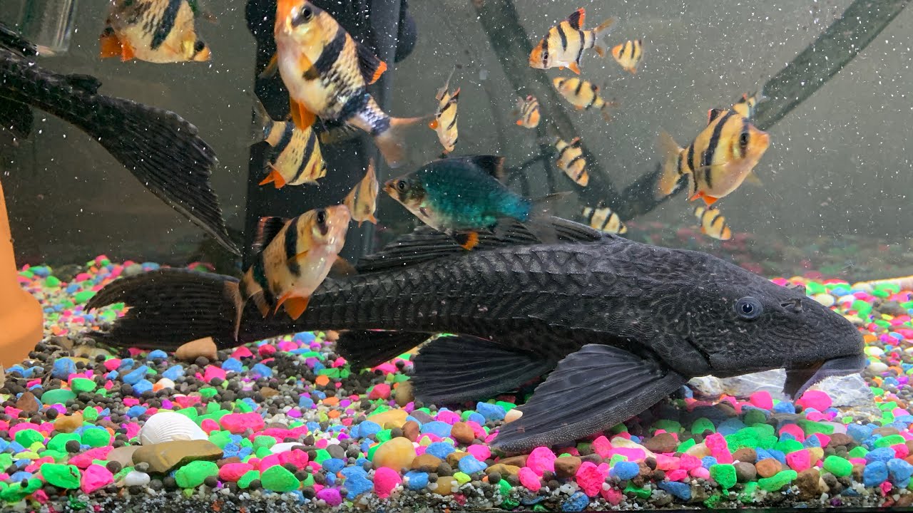 Will Pleco eat cherry shrimp?