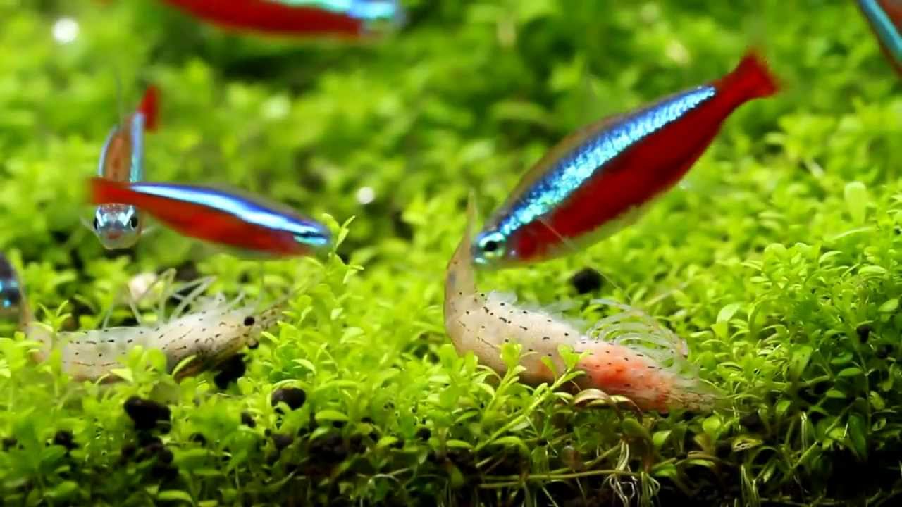Will tetras eat Amano shrimp?