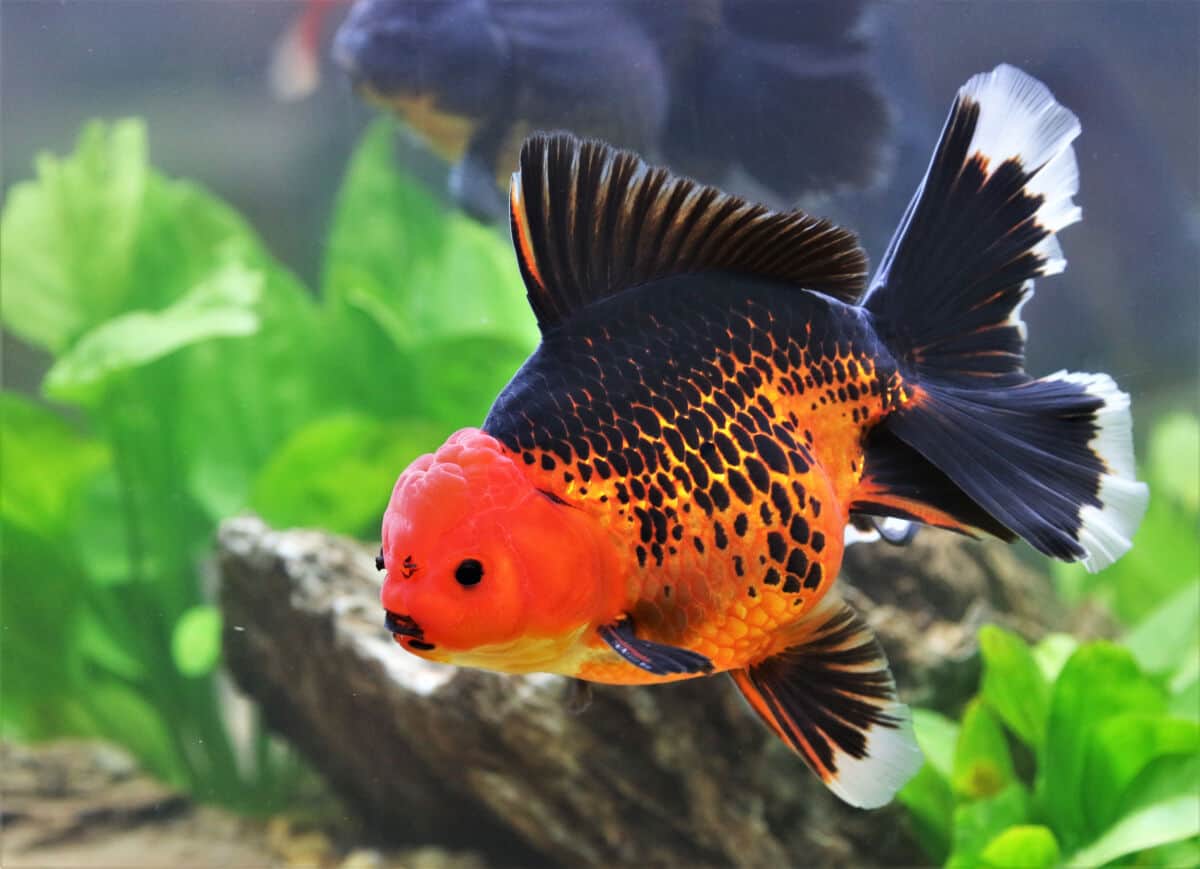 Will the black on my goldfish go away?
