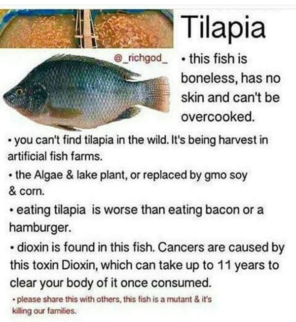 Will tilapia kill other fish?